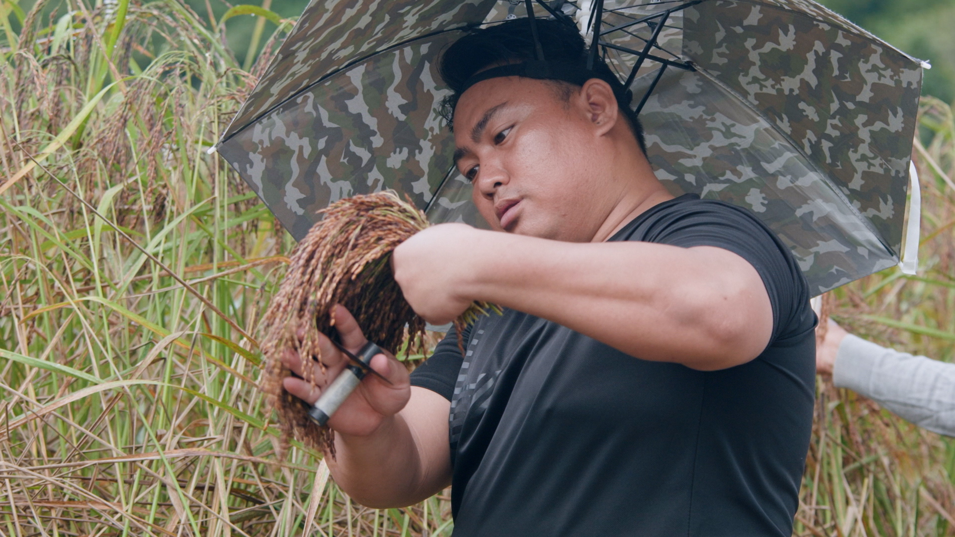 Asia Insight Rice Heritage Revival: North Borneo, Malaysia – TEMJIN TV ...